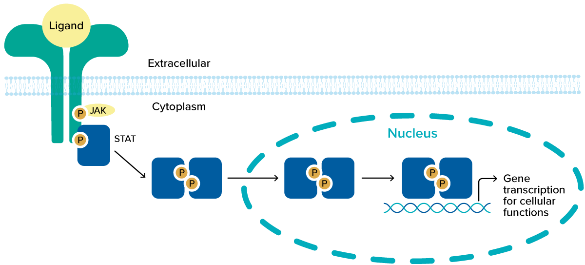 Pipeline - Recludix Pharma